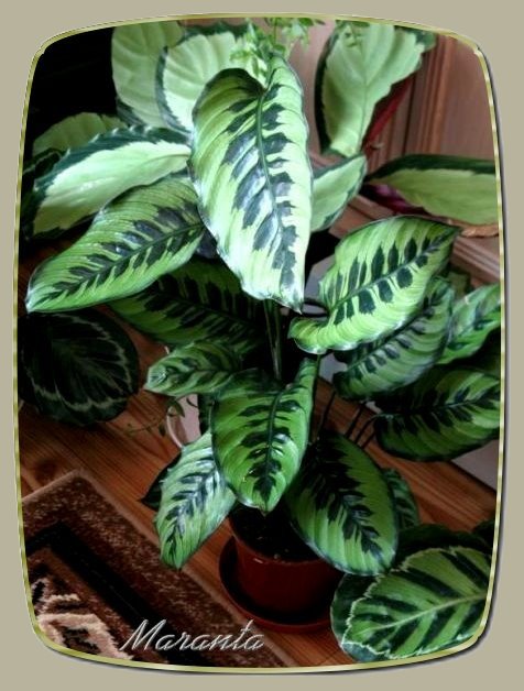 Maranta